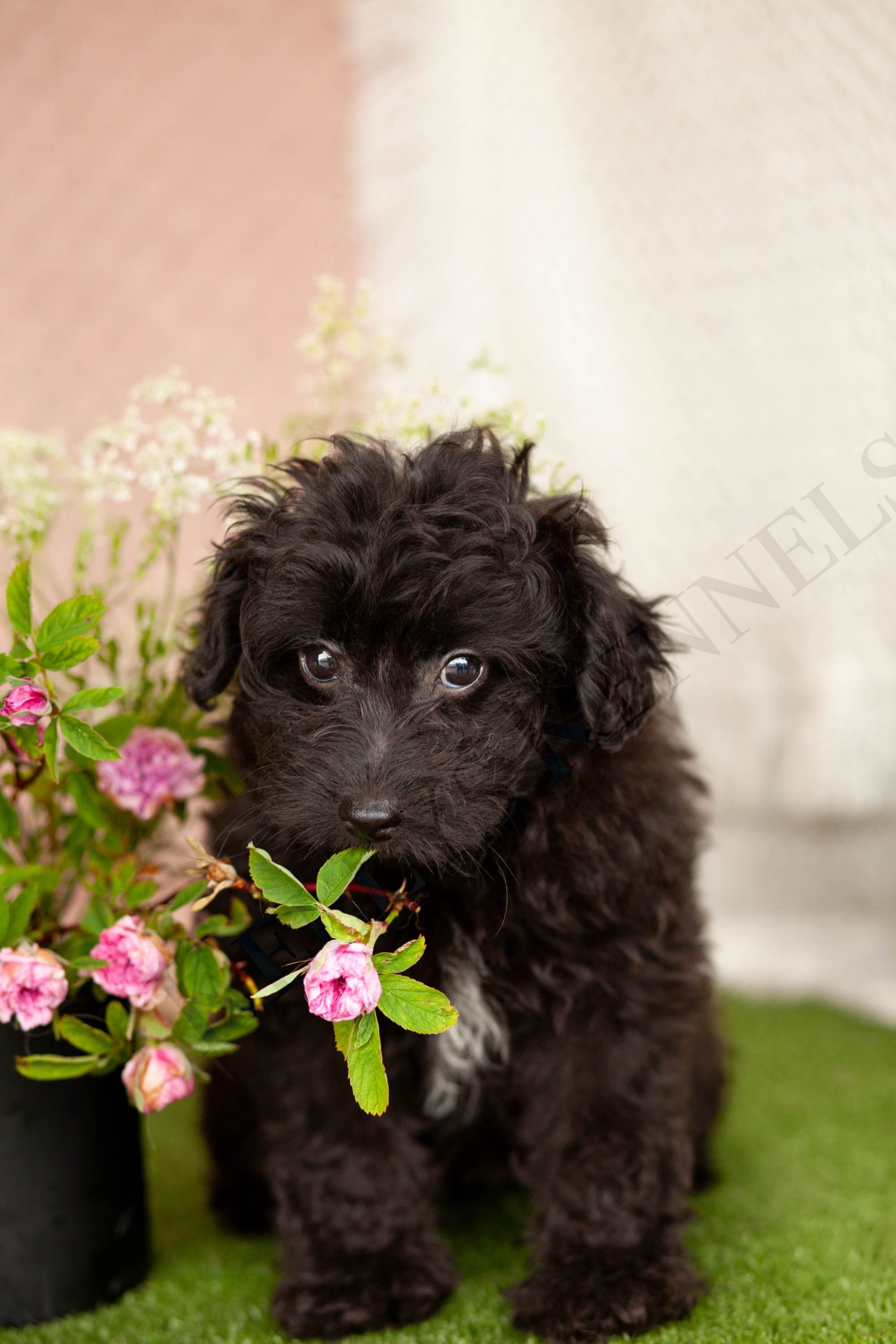 Gorgeous Poma-Poos – Kellys Kennels