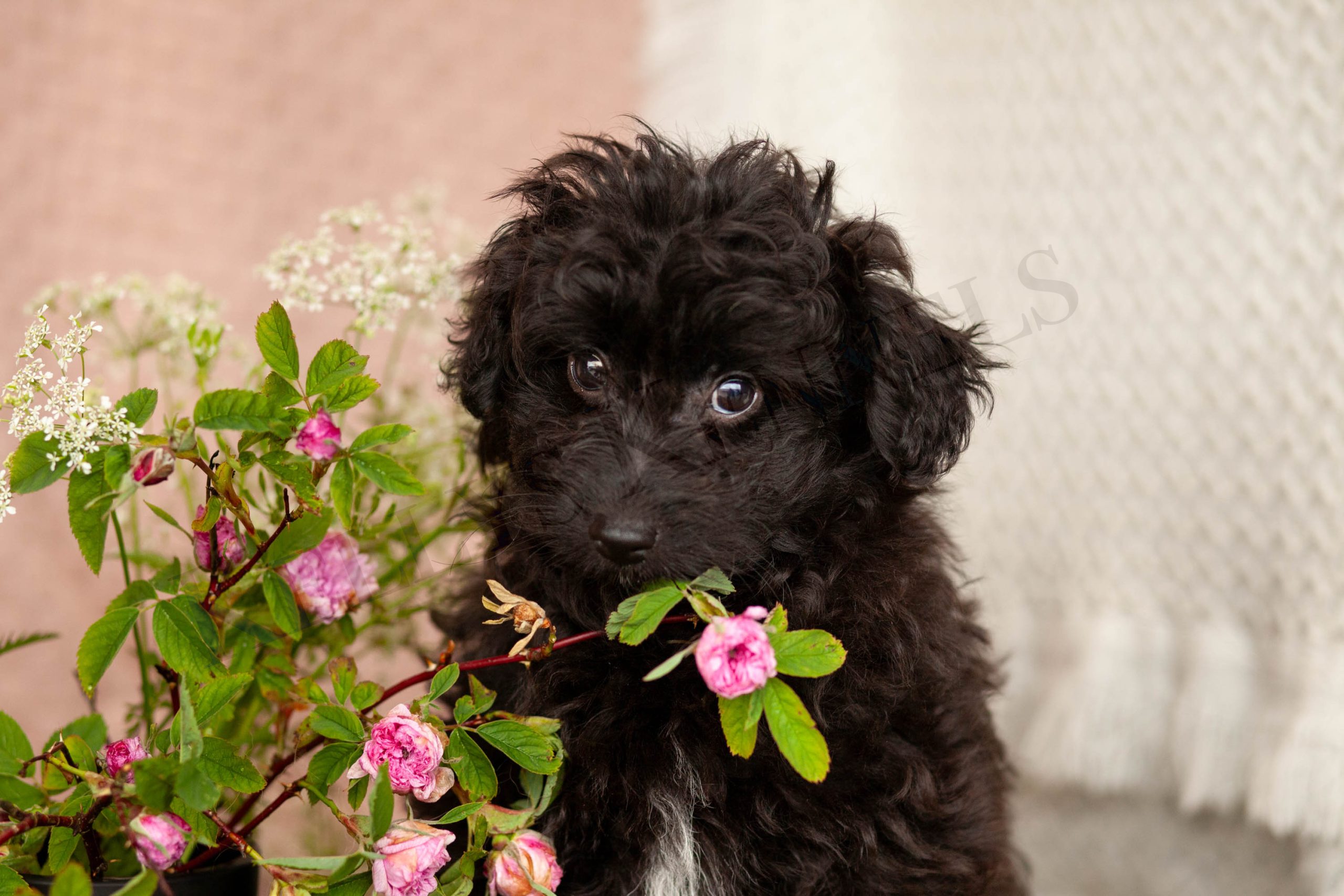 Gorgeous Poma-Poos – Kellys Kennels