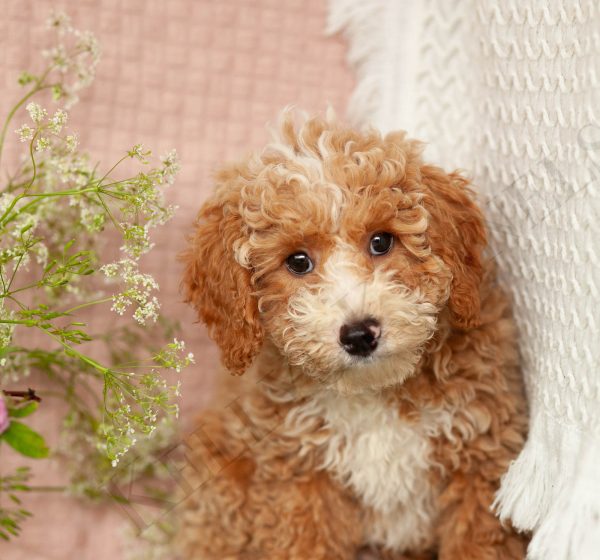 Superb CavaPoos – Kellys Kennels