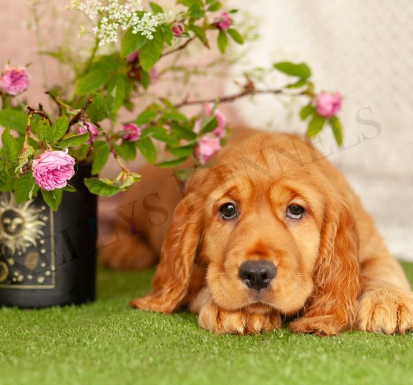 Cocker Spaniels – Kellys Kennels