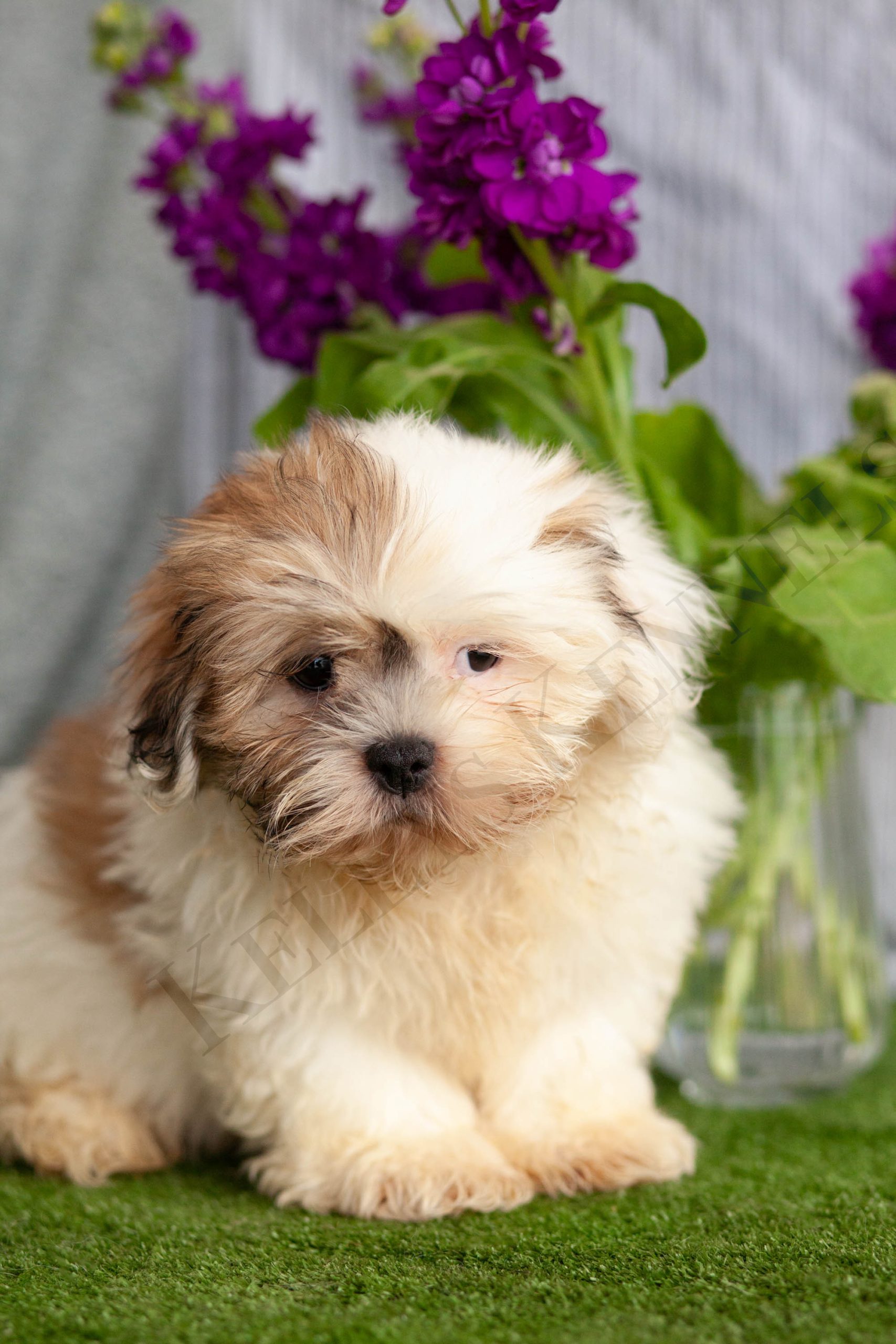 Superior Zuchons – Kellys Kennels