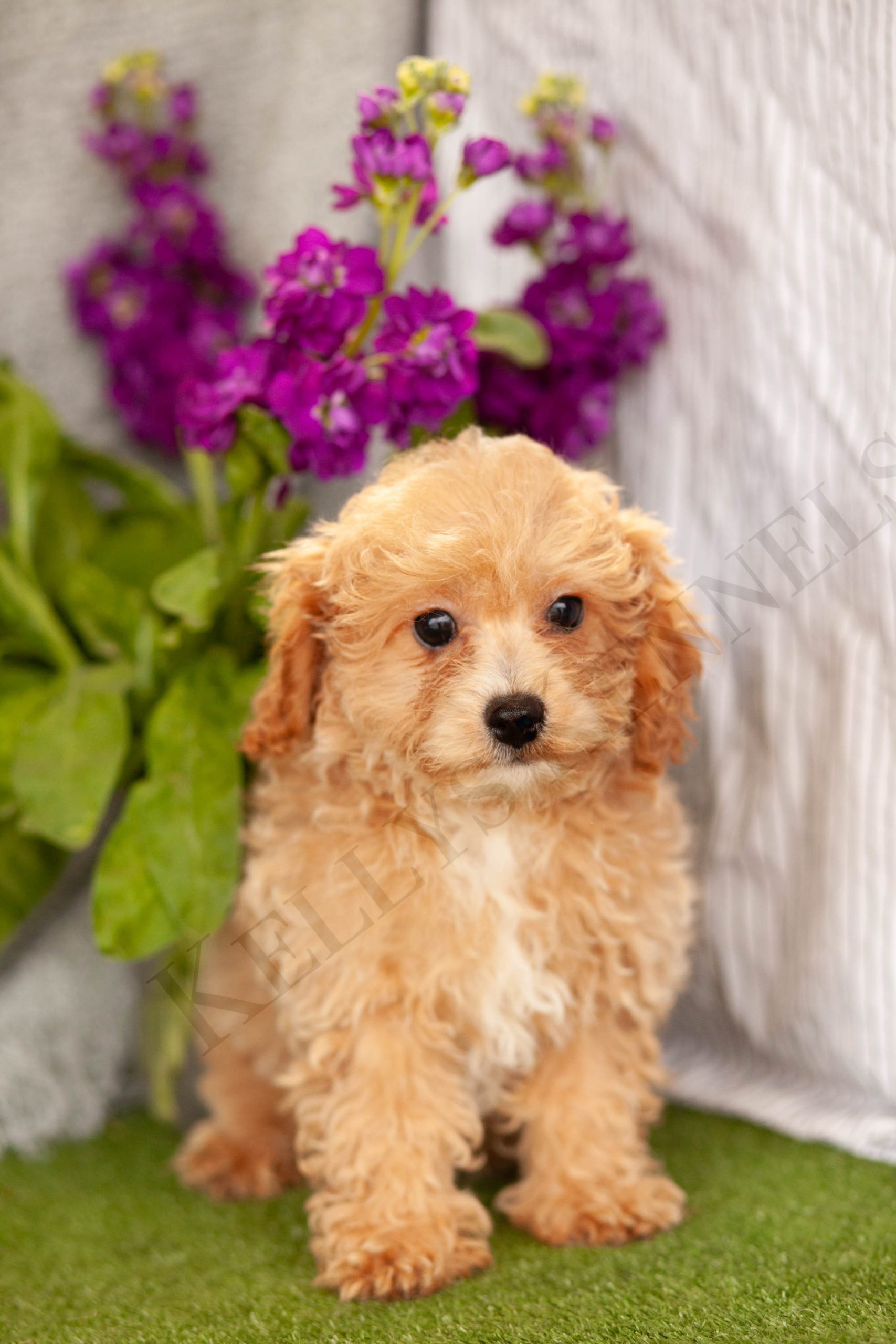 Unique CavaPooChons – Kellys Kennels
