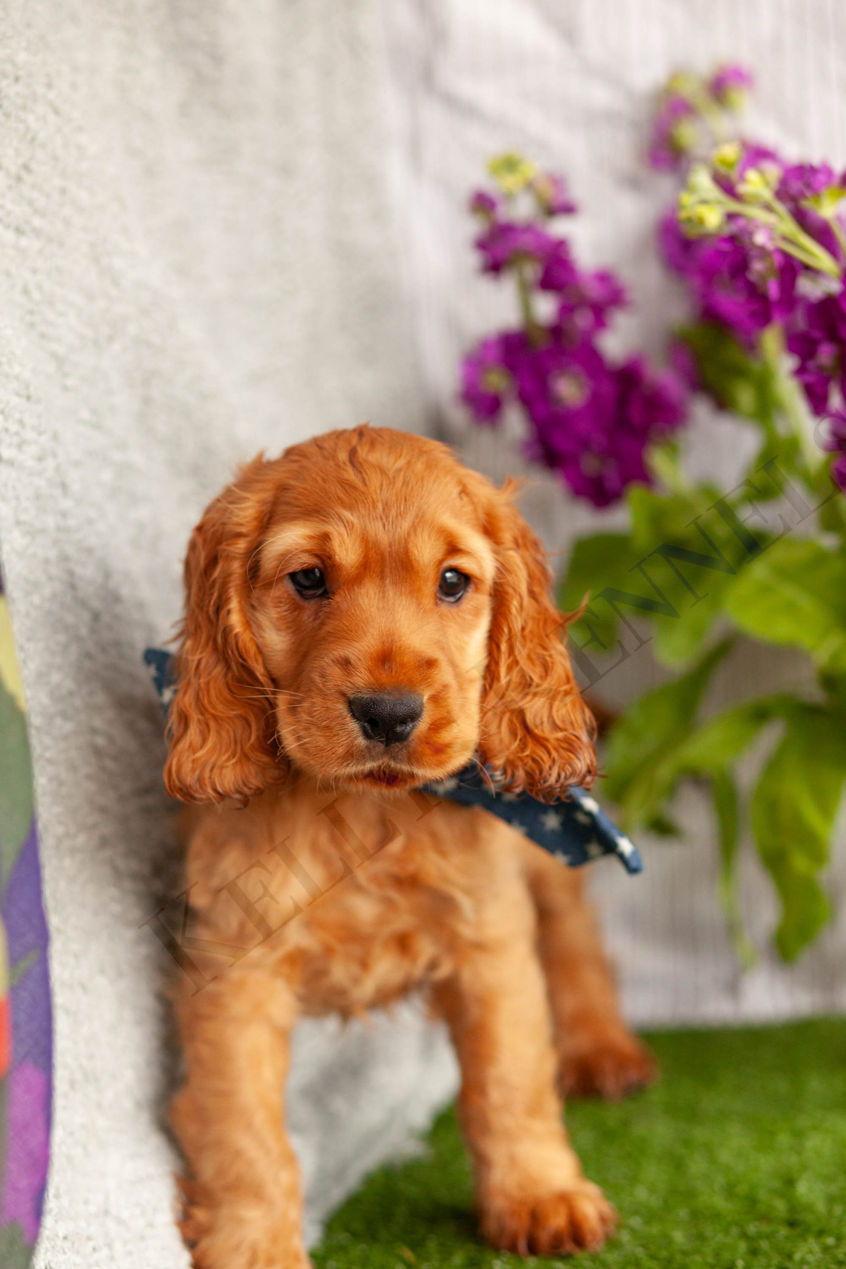 Cocker Spaniels – Kellys Kennels