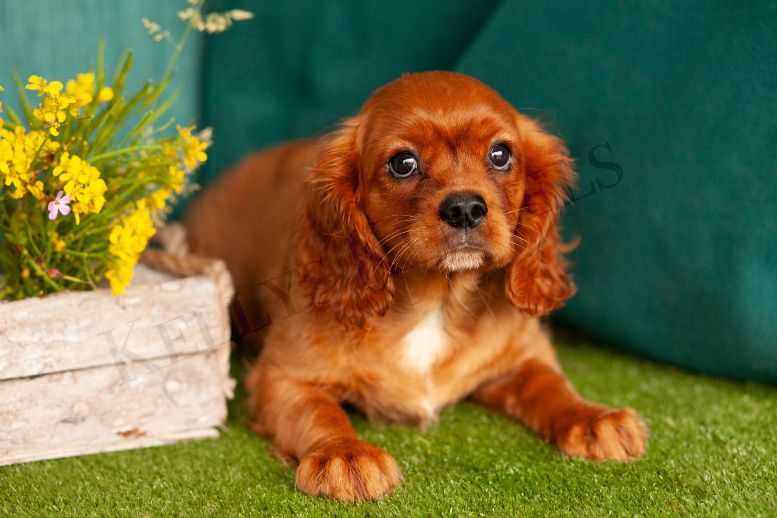 Affectionate Cockaliers – Kellys Kennels