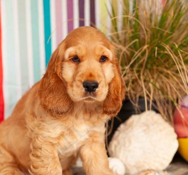 Cocker Spaniels – Kellys Kennels