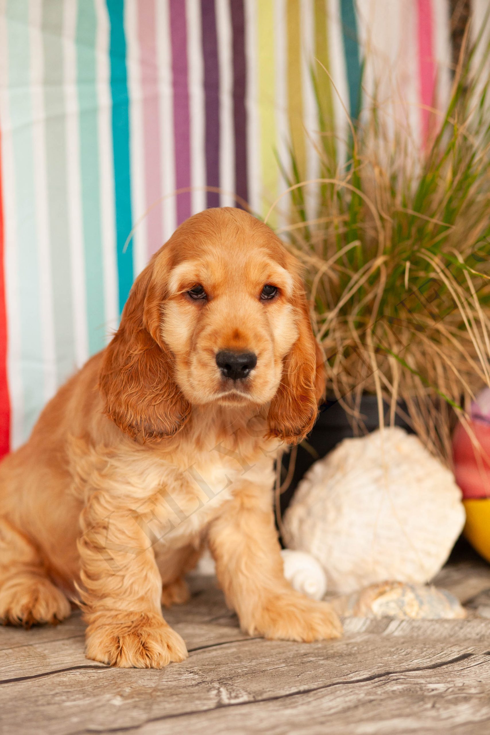 Cocker Spaniels – Kellys Kennels