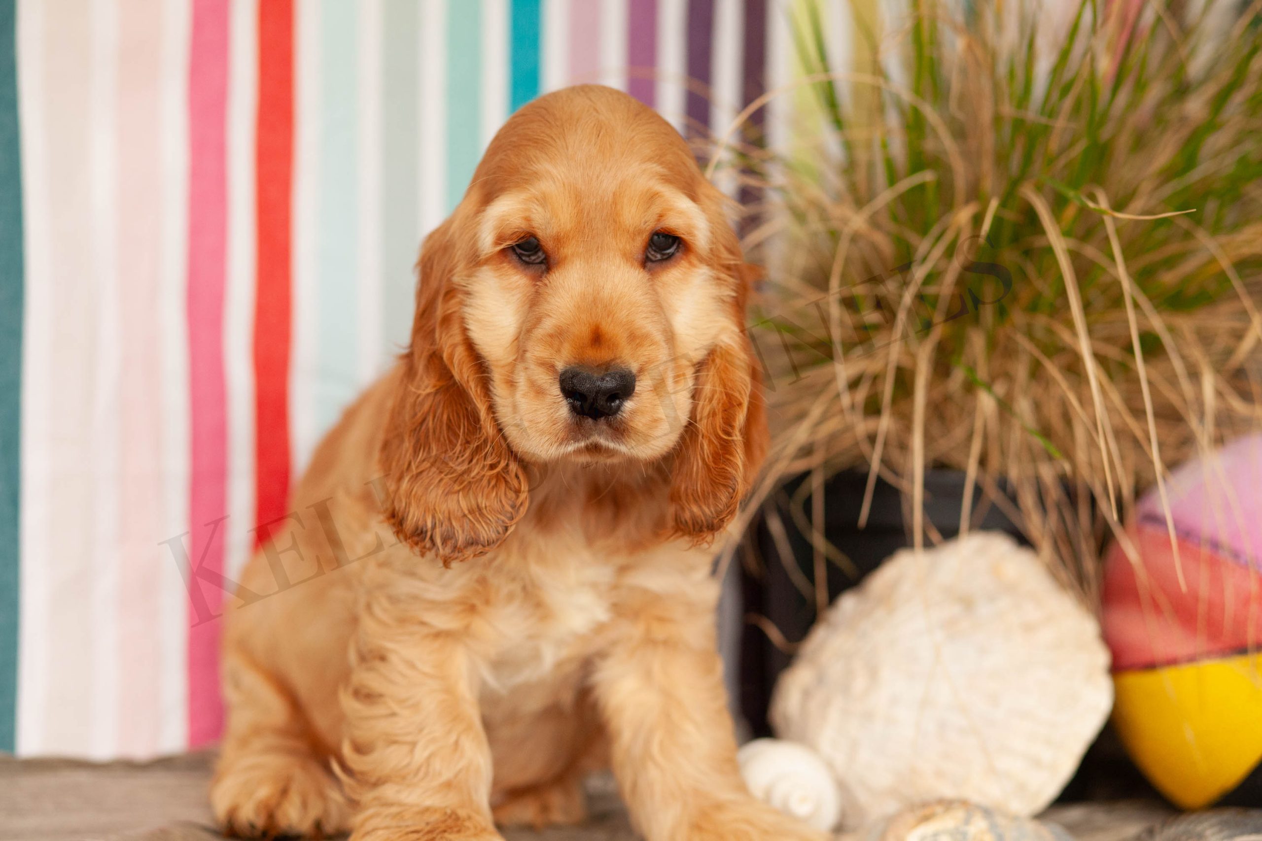 Cocker Spaniels – Kellys Kennels