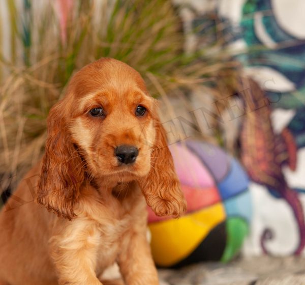 Cocker Spaniels – Kellys Kennels