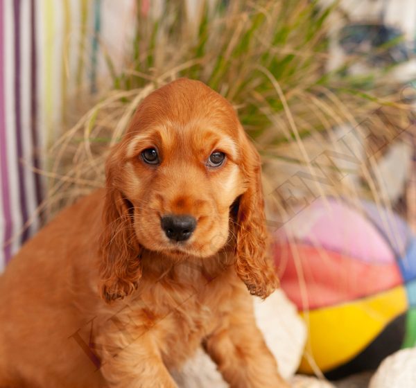 Cocker Spaniels – Kellys Kennels