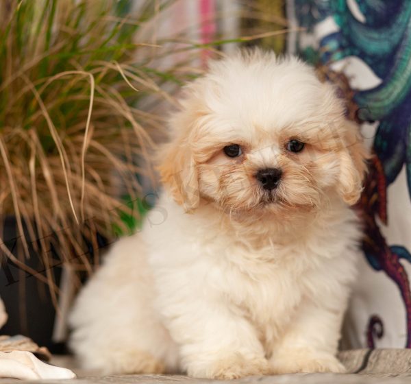 Incredible ShiPoos – Kellys Kennels
