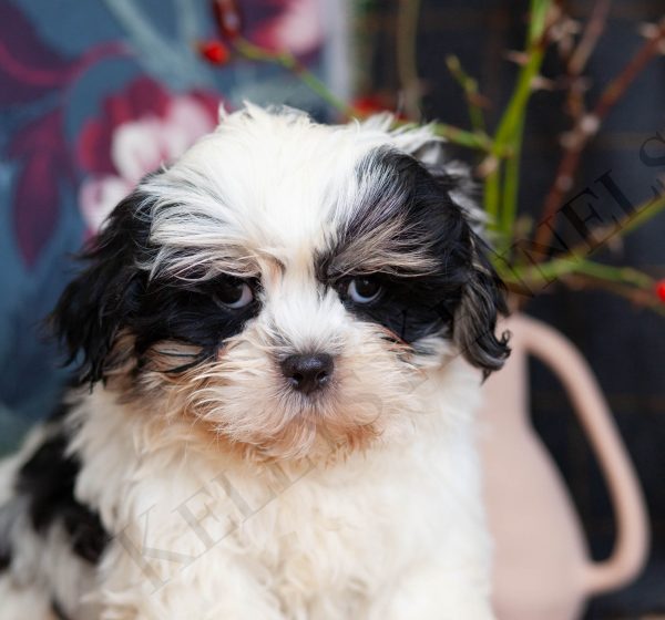 Incredible ShiPoos – Kellys Kennels