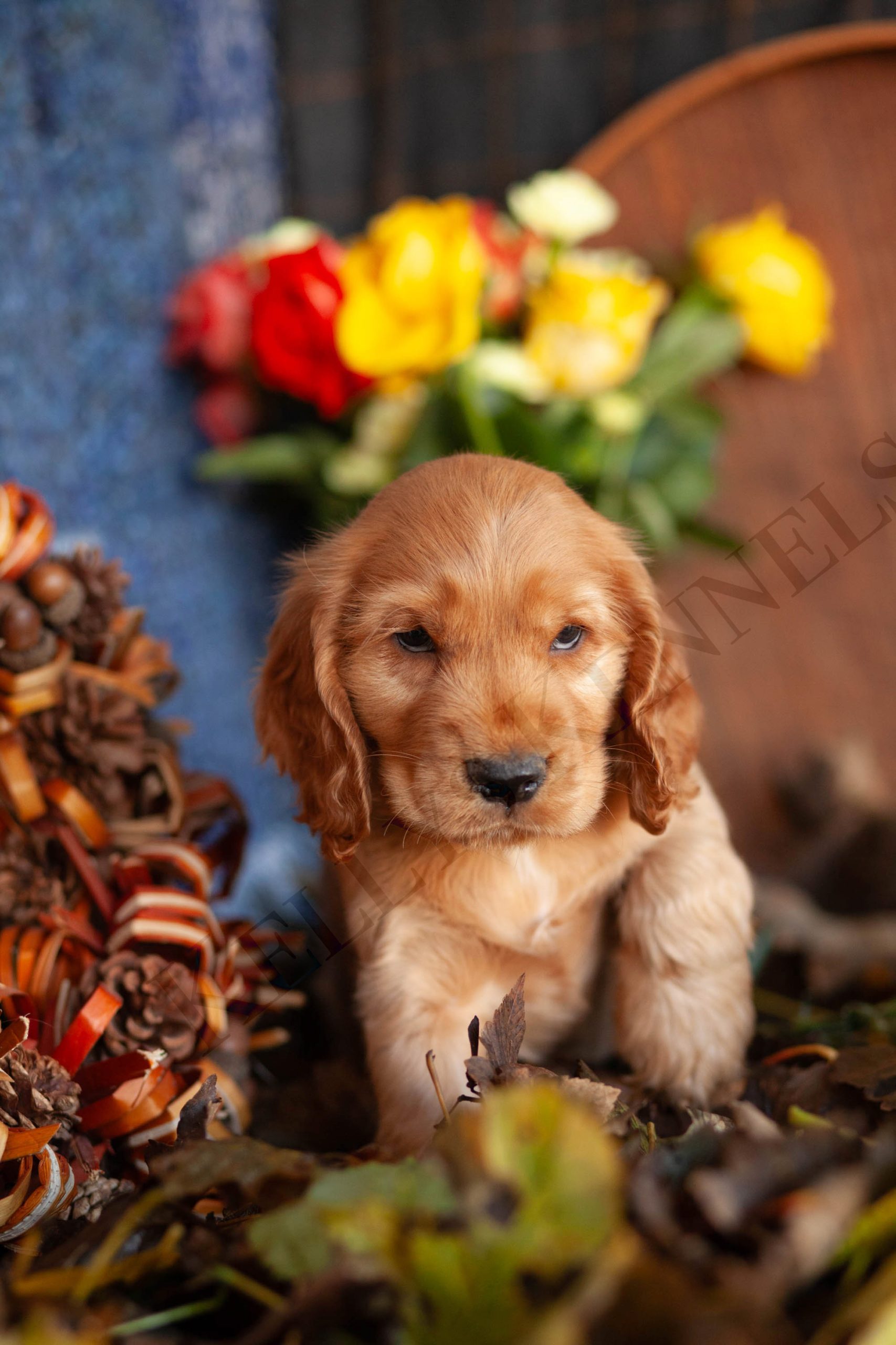 Cocker Spaniels – Kellys Kennels