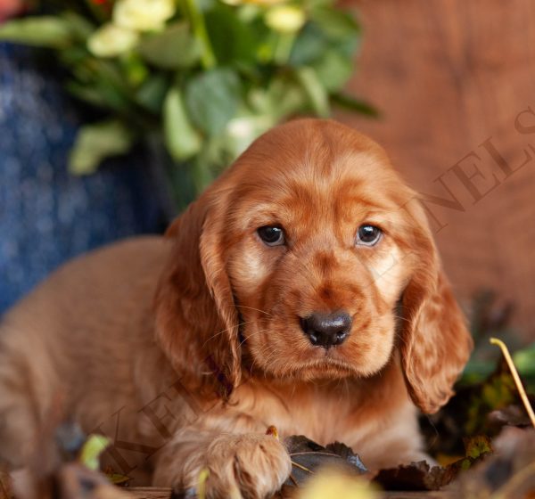 Cocker Spaniels – Kellys Kennels