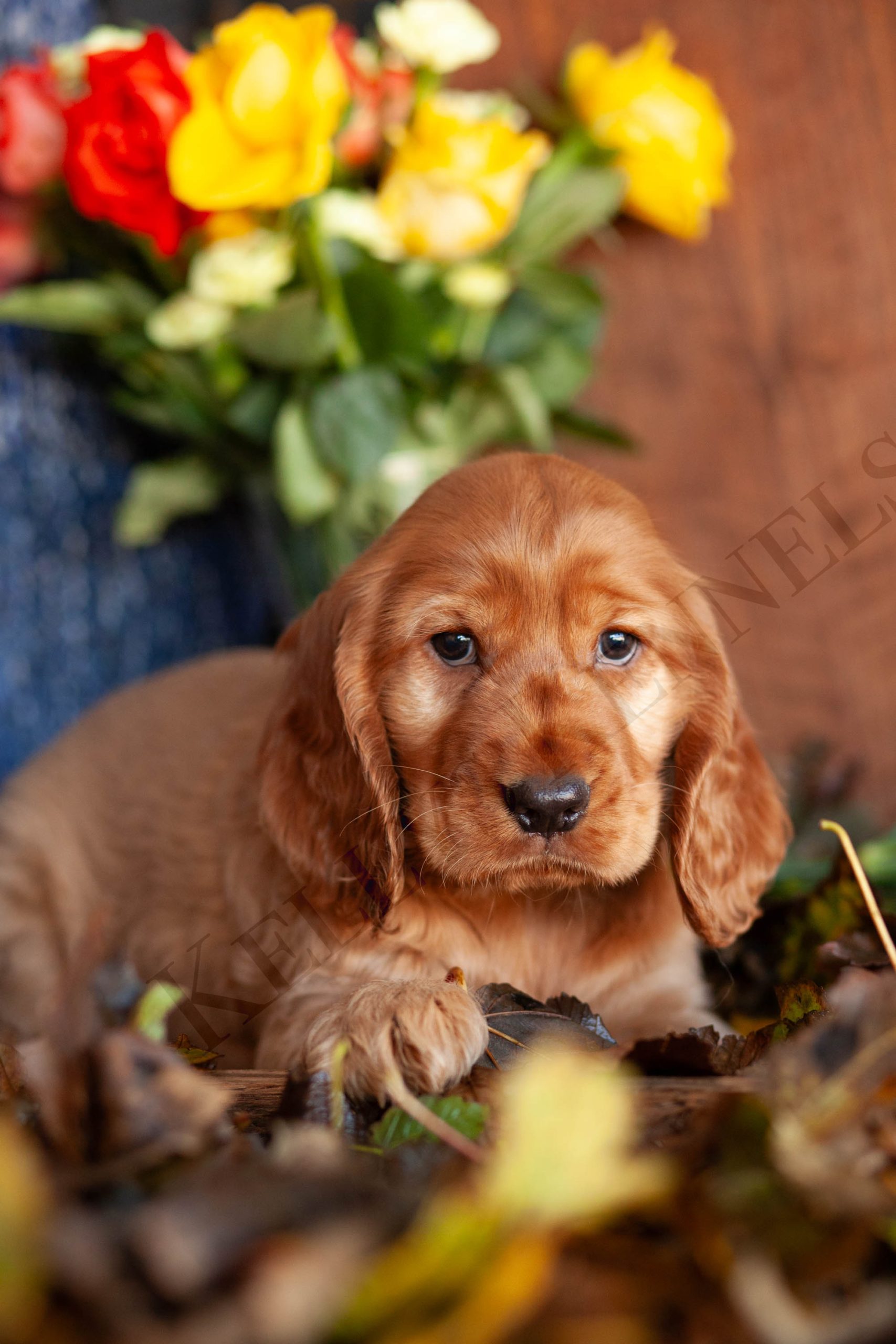 Cocker Spaniels – Kellys Kennels
