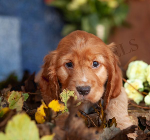 Purebred Pups – Kellys Kennels
