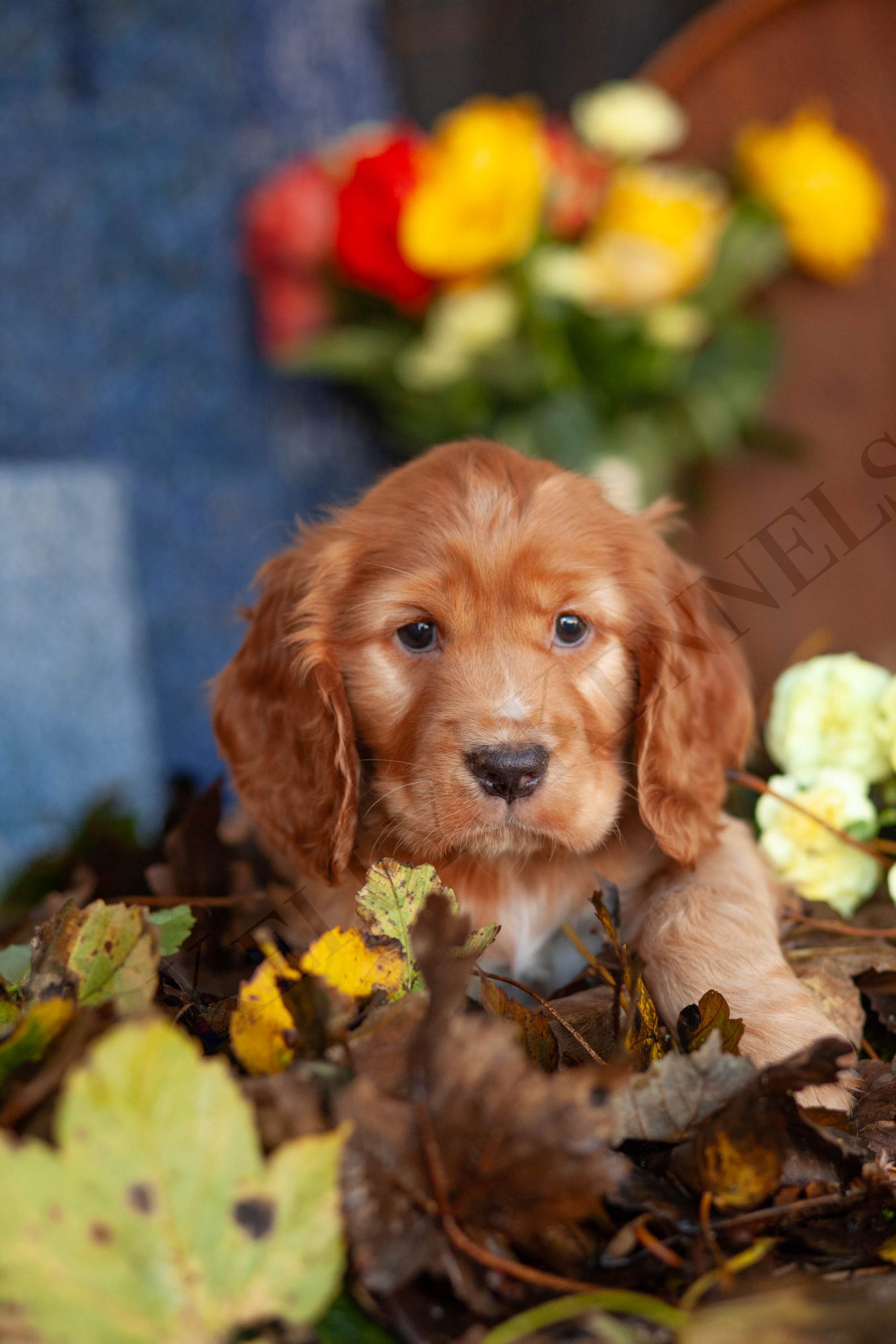 Cocker Spaniels – Kellys Kennels