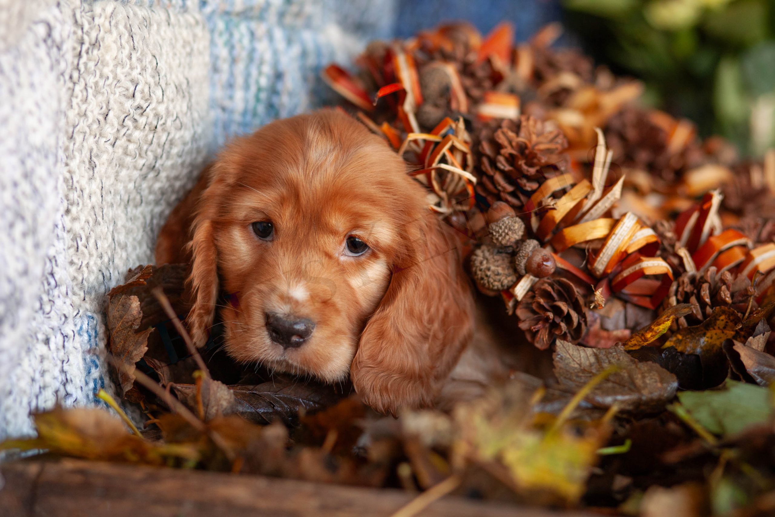 Cocker Spaniels – Kellys Kennels