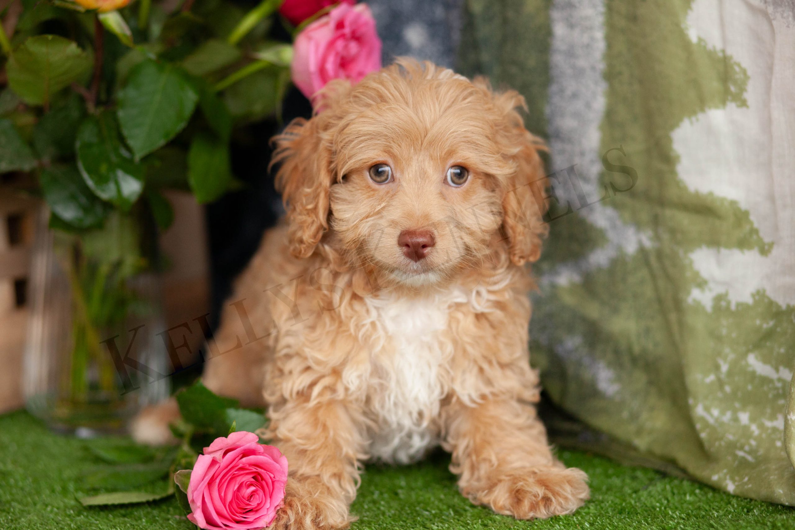 Superb CavaPoos – Kellys Kennels