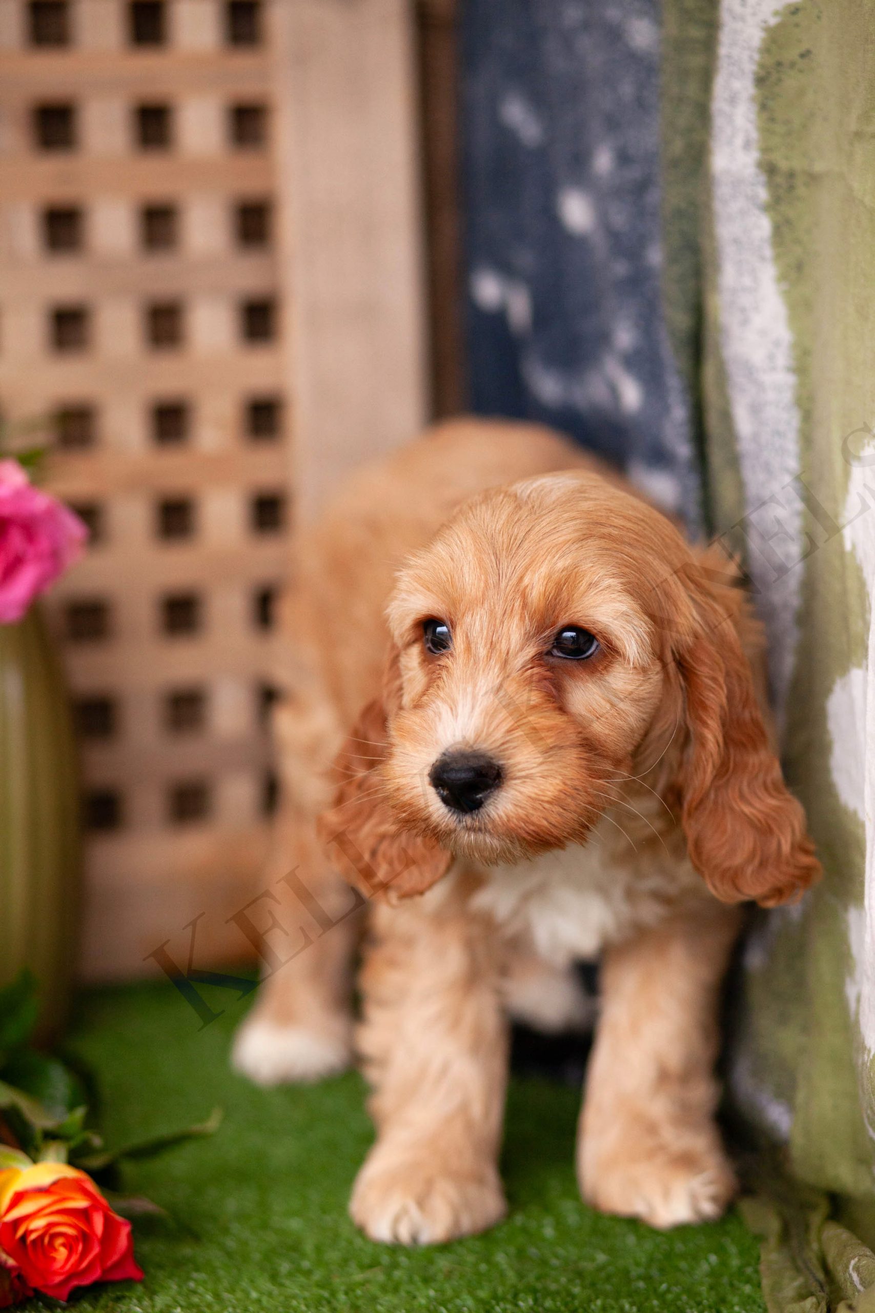 Cute F1 CockaPoos – Kellys Kennels