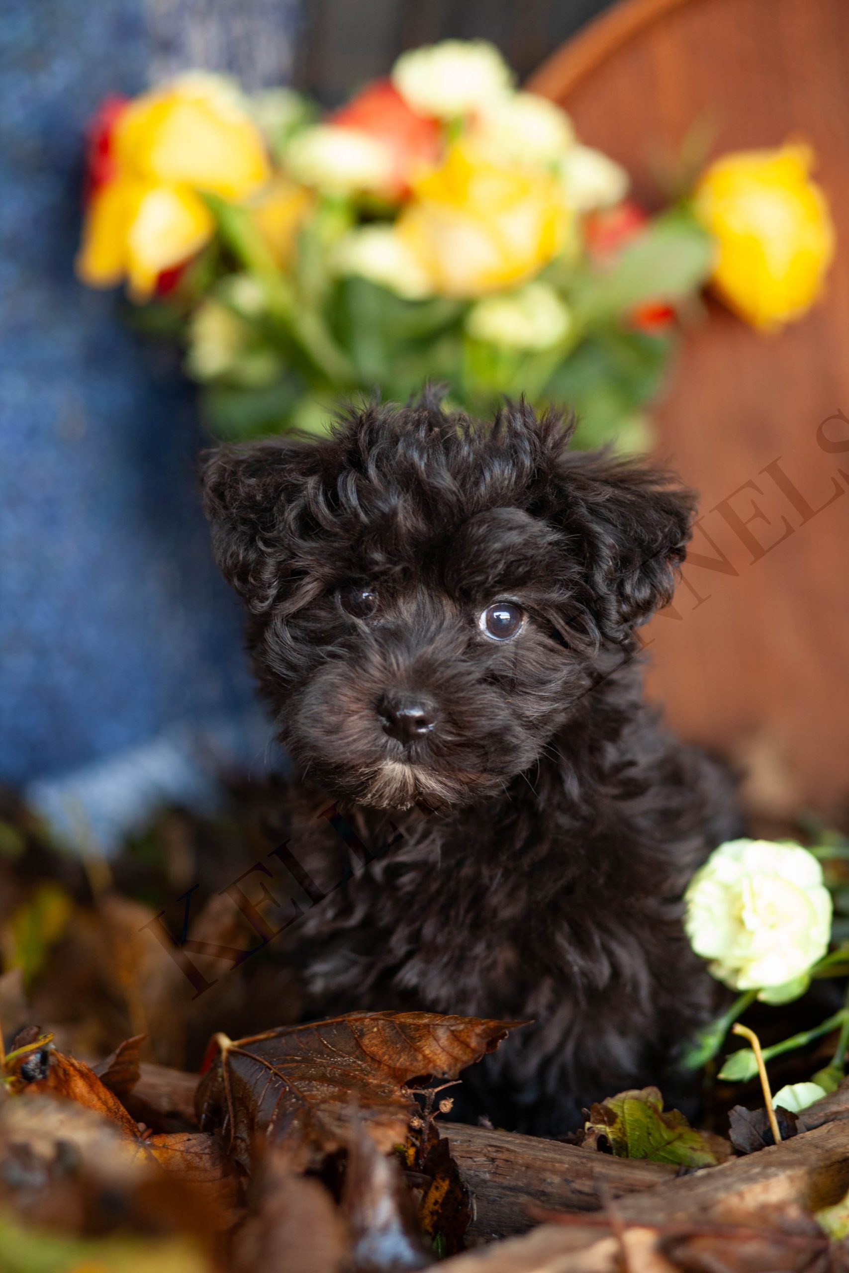 Incredible Morkies – Kellys Kennels
