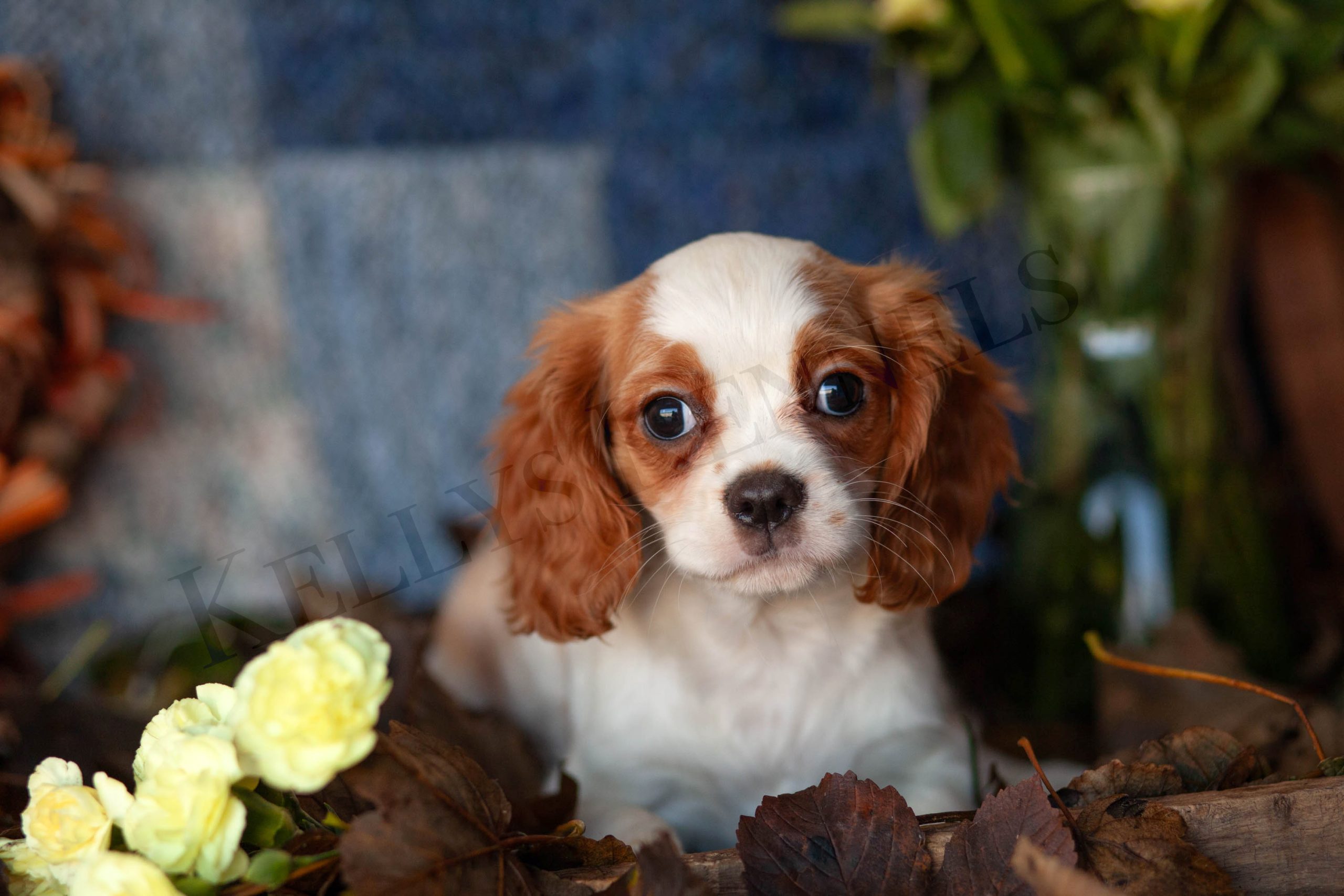 Cavalier King Charles Spaniel – Kellys Kennels