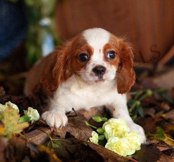 Purebred Pups – Kellys Kennels