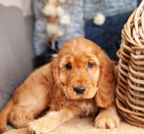 Cocker Spaniels – Kellys Kennels
