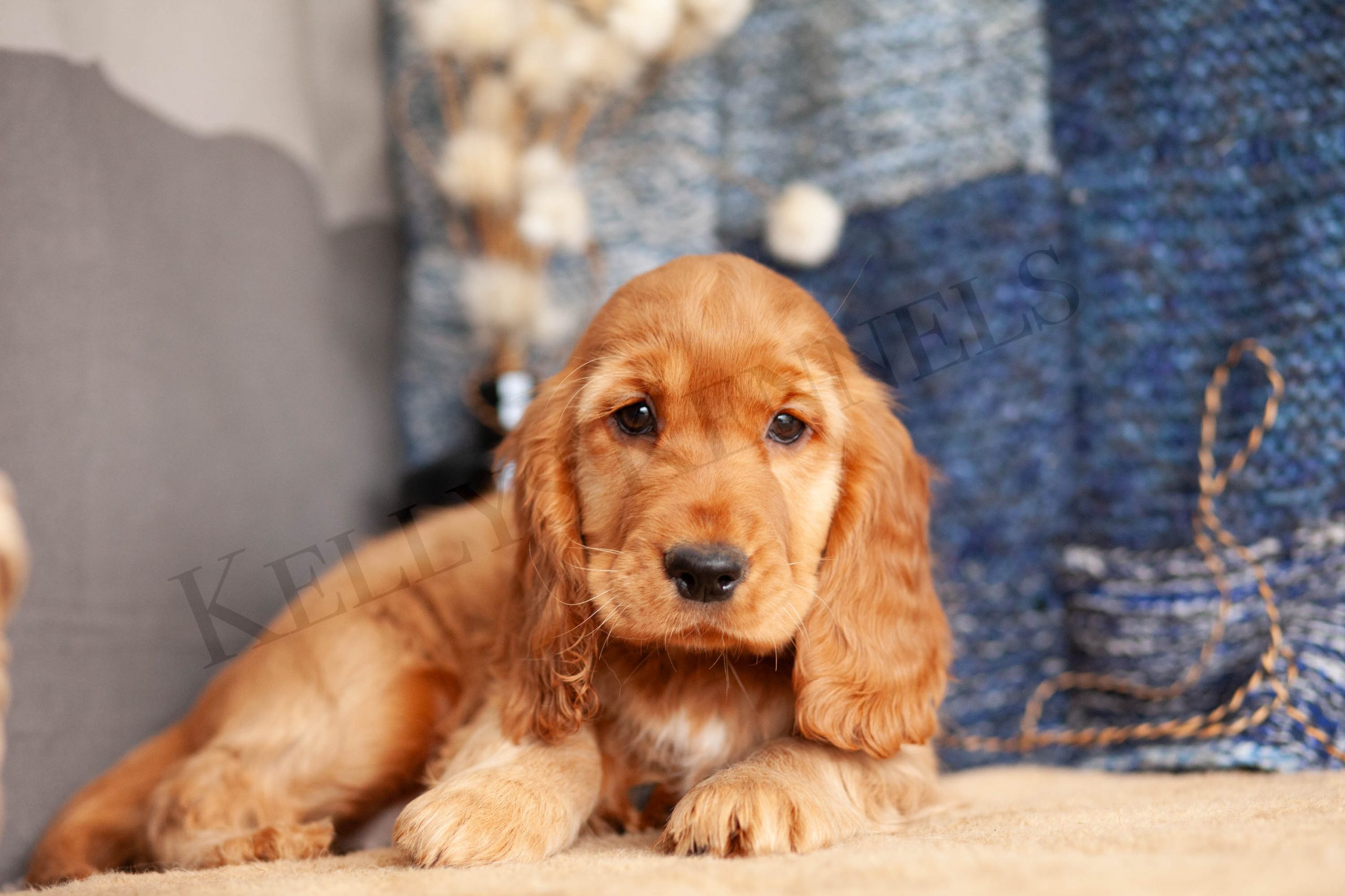 Cocker Spaniels – Kellys Kennels