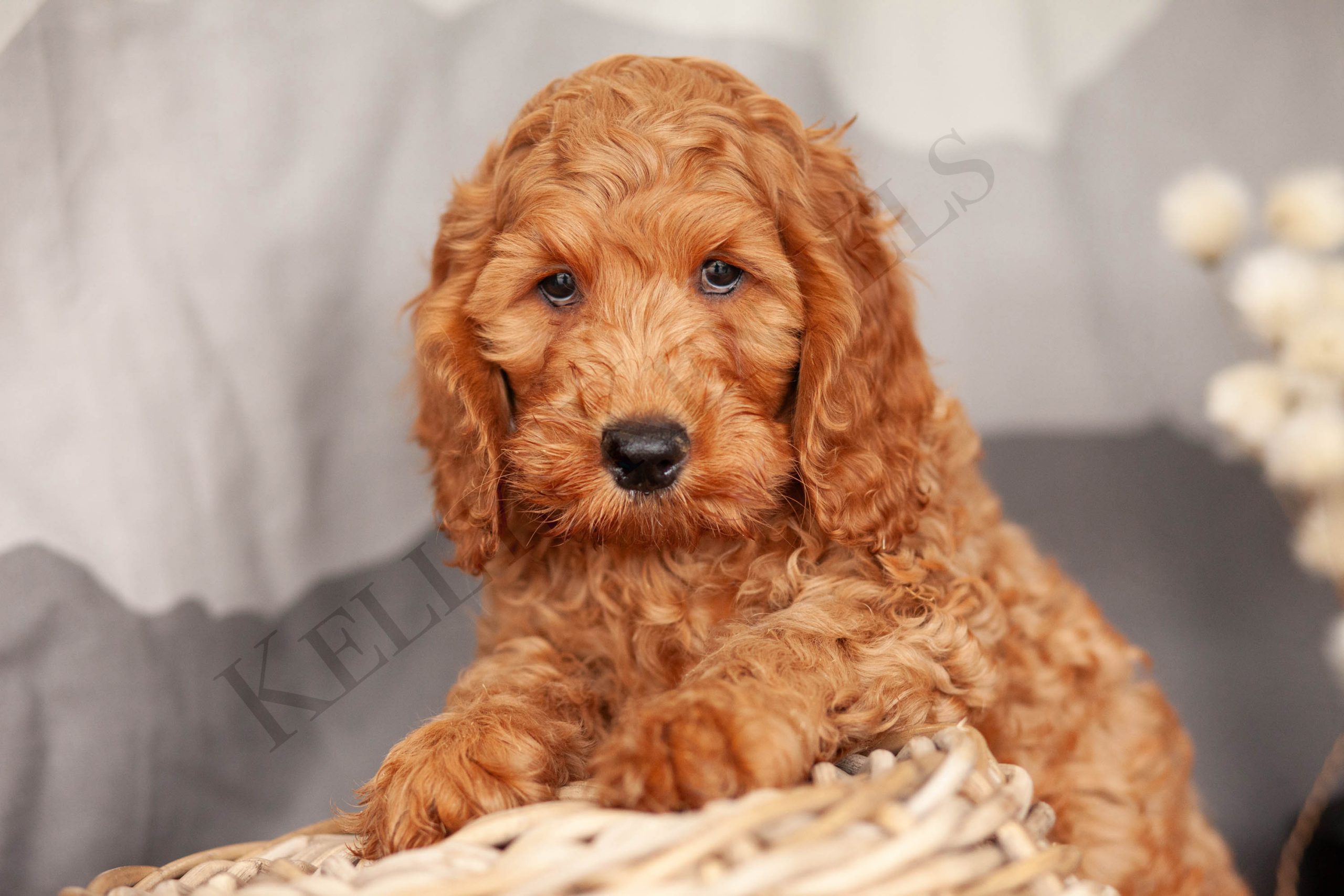 Cute F1 CockaPoos – Kellys Kennels