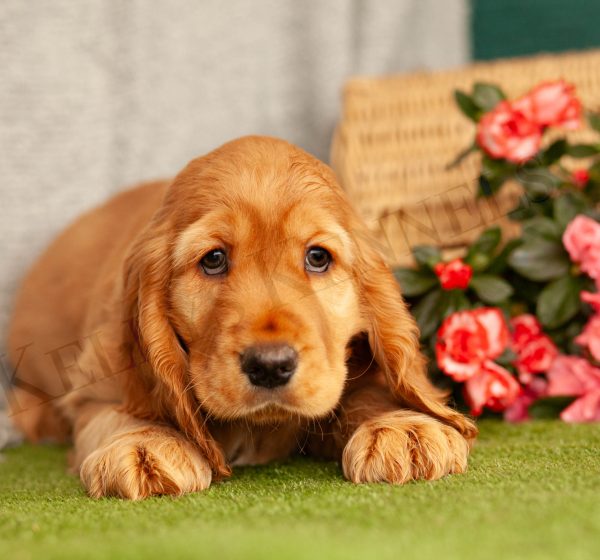 Cocker Spaniels – Kellys Kennels