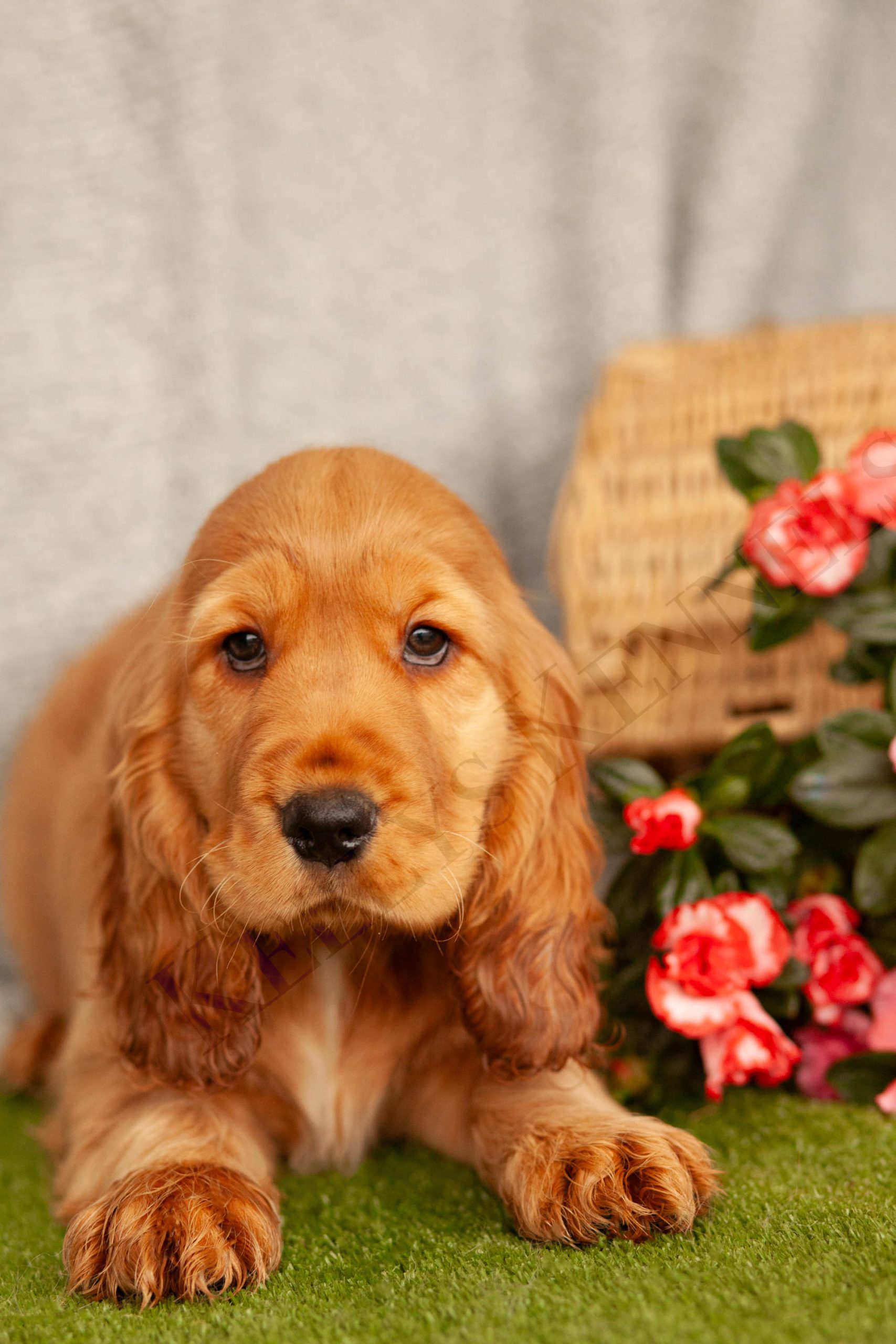 Cocker Spaniels – Kellys Kennels