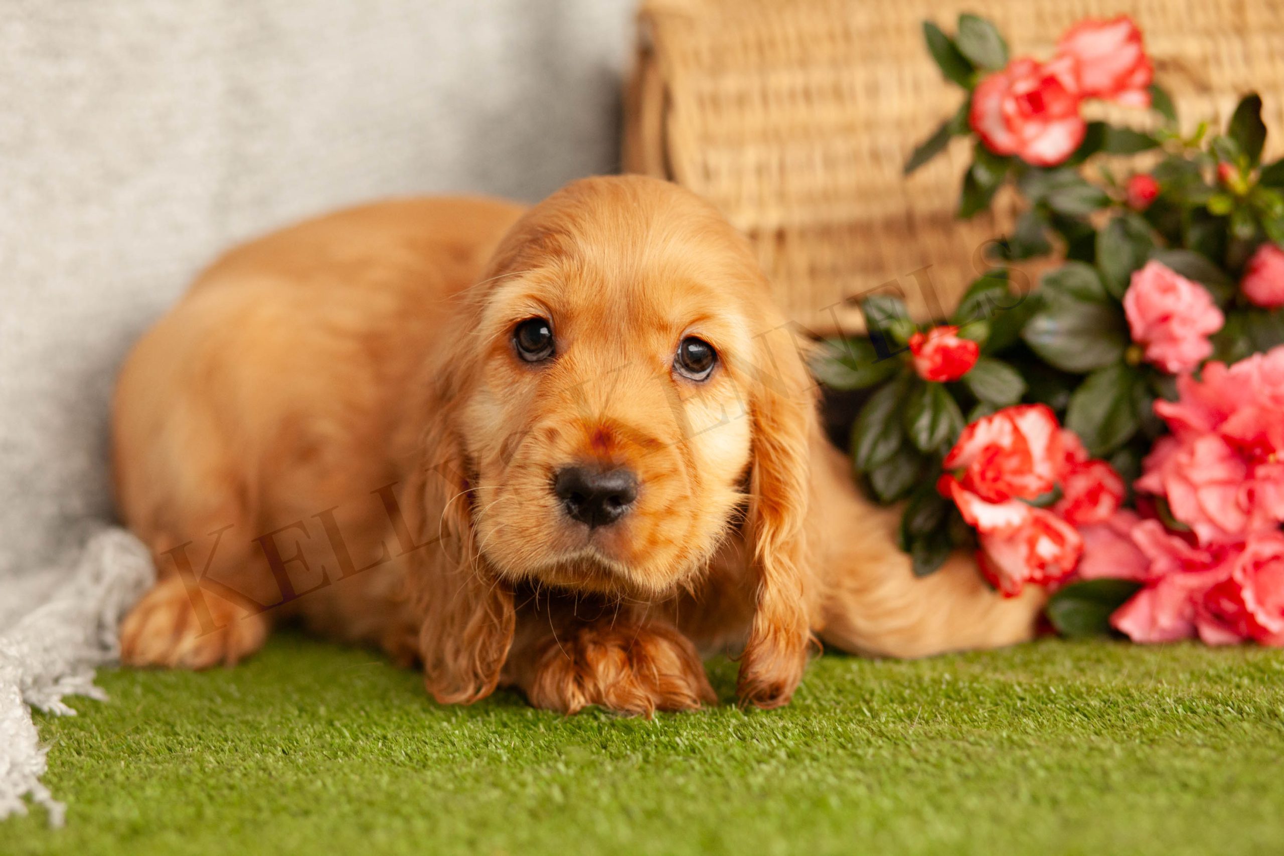 Cocker Spaniels – Kellys Kennels