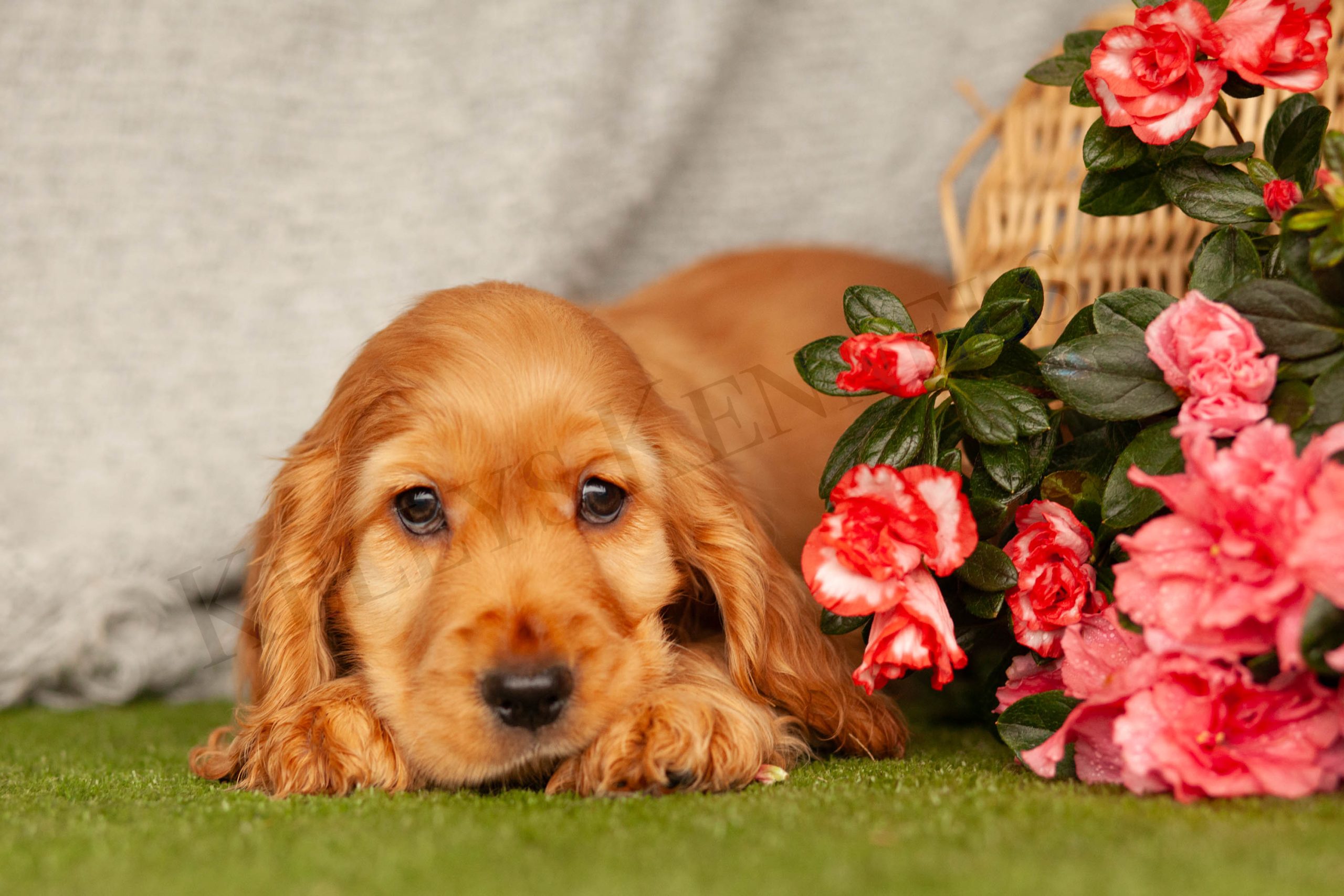 Cocker Spaniels – Kellys Kennels
