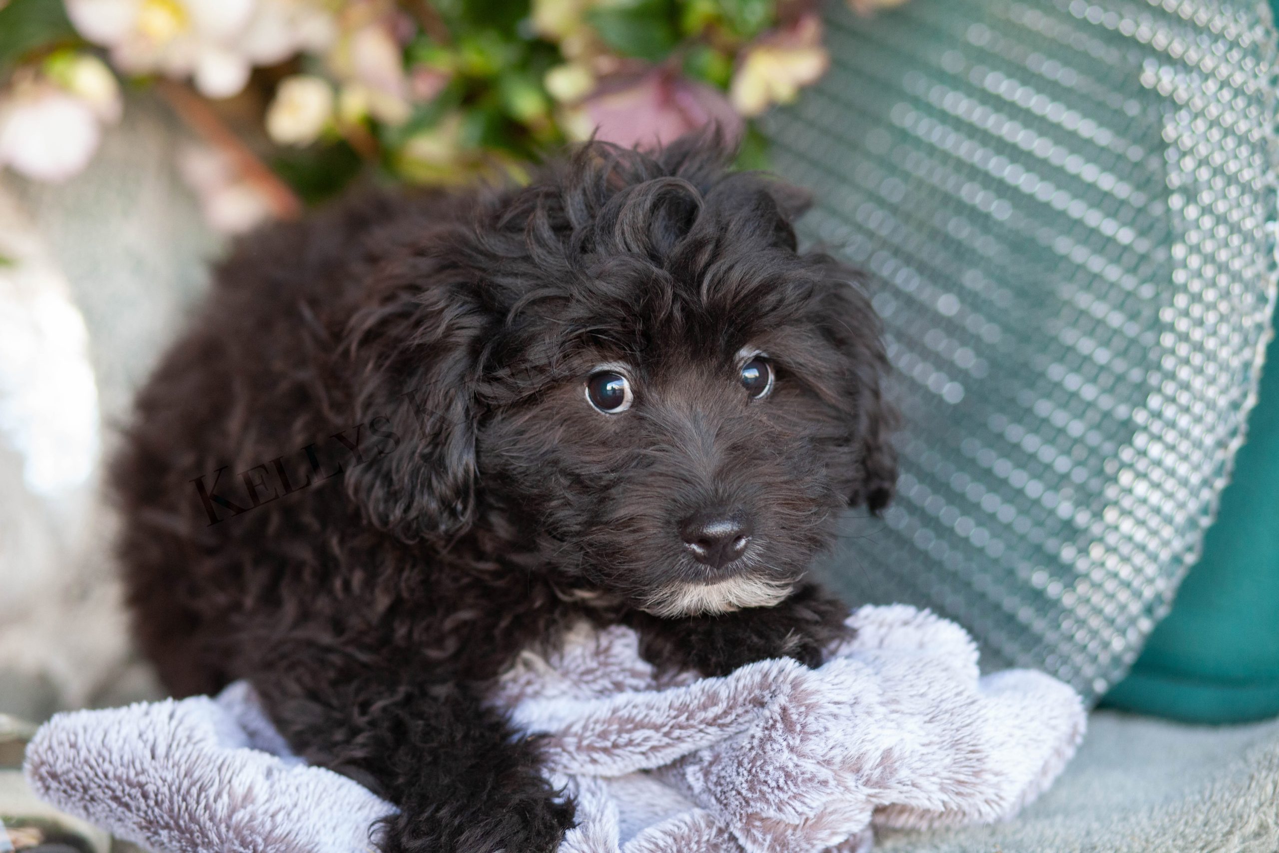 Gorgeous Poma-Poos – Kellys Kennels