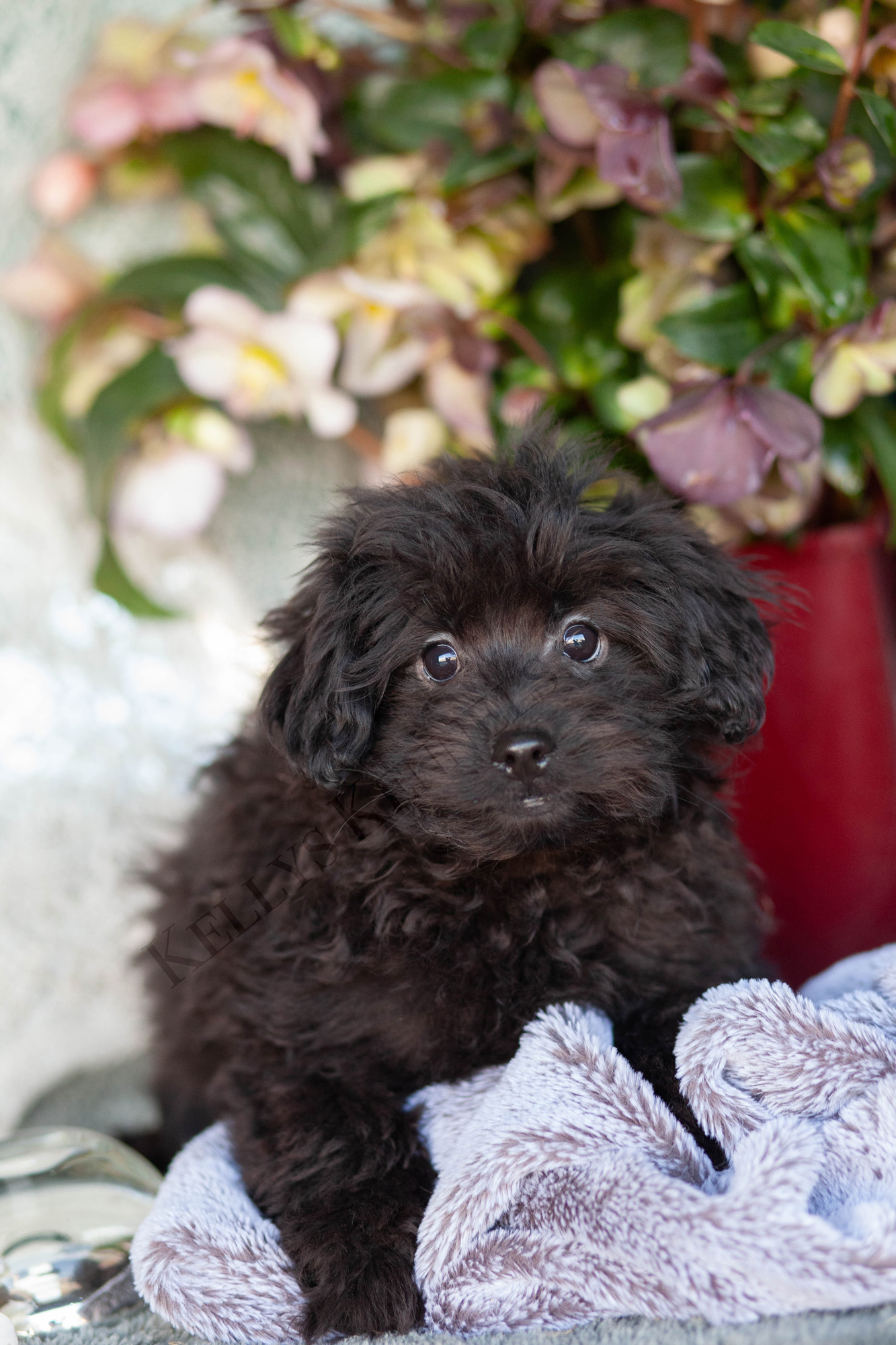 Gorgeous Poma-Poos – Kellys Kennels