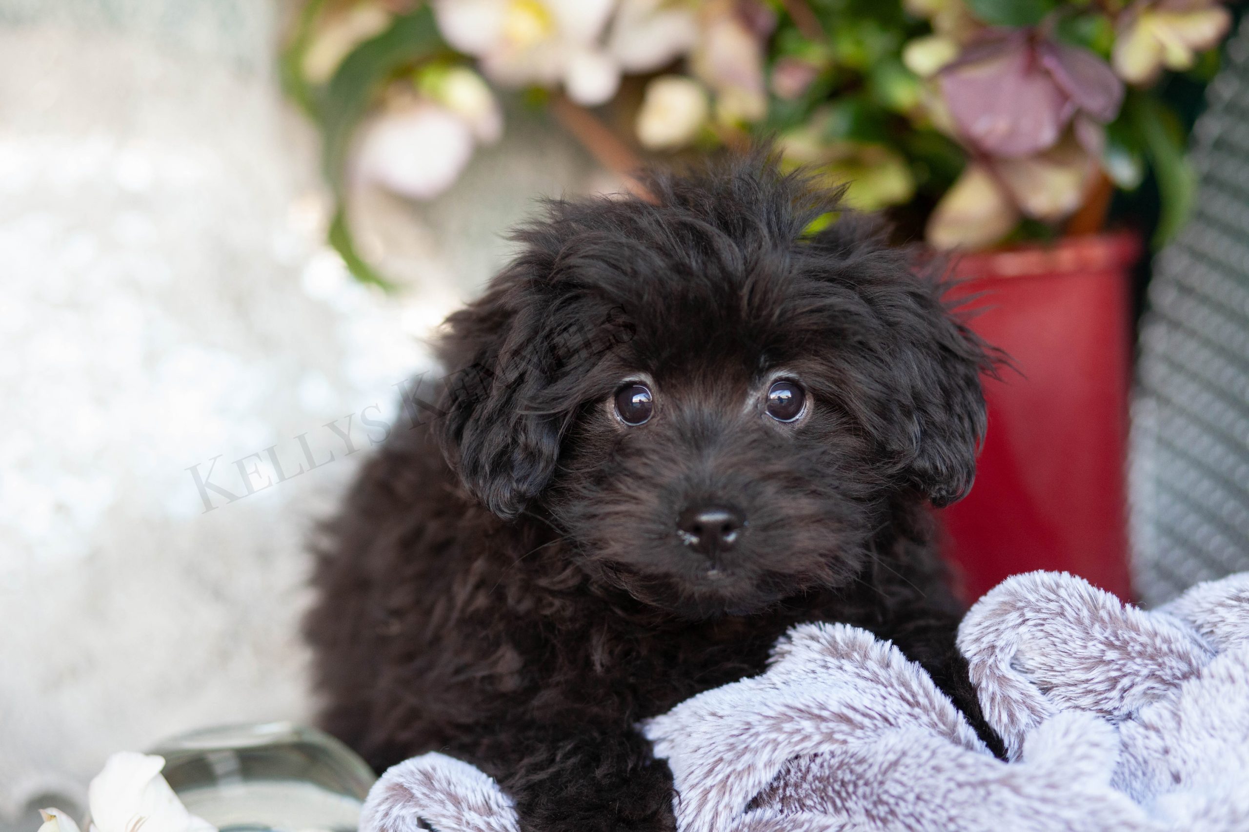 Gorgeous Poma-Poos – Kellys Kennels