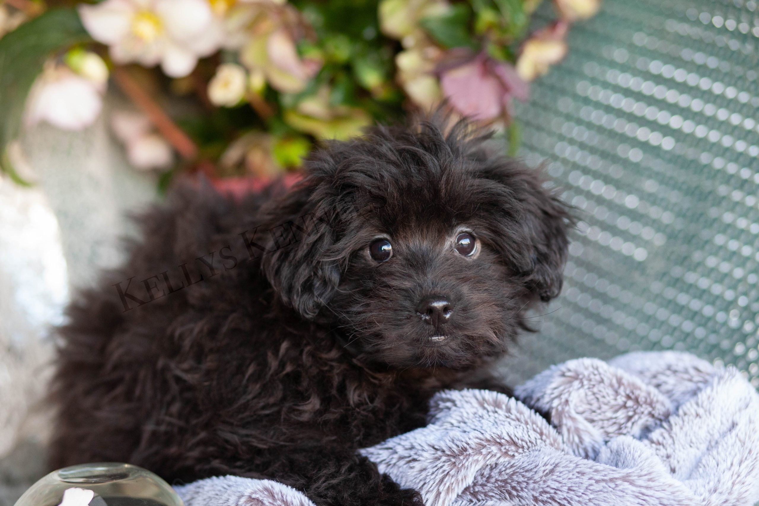 Gorgeous Poma-Poos – Kellys Kennels