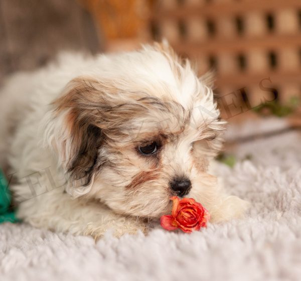 Lovely Malti-Shis – Kellys Kennels