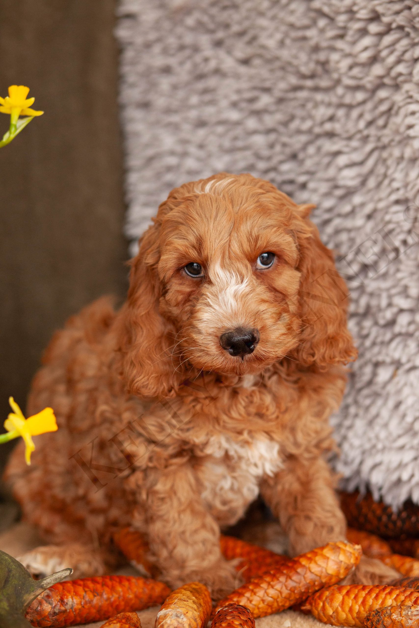 Cute F1 CockaPoos – Kellys Kennels