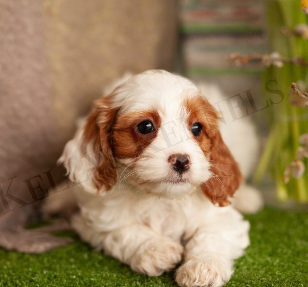 Superb CavaPoos – Kellys Kennels