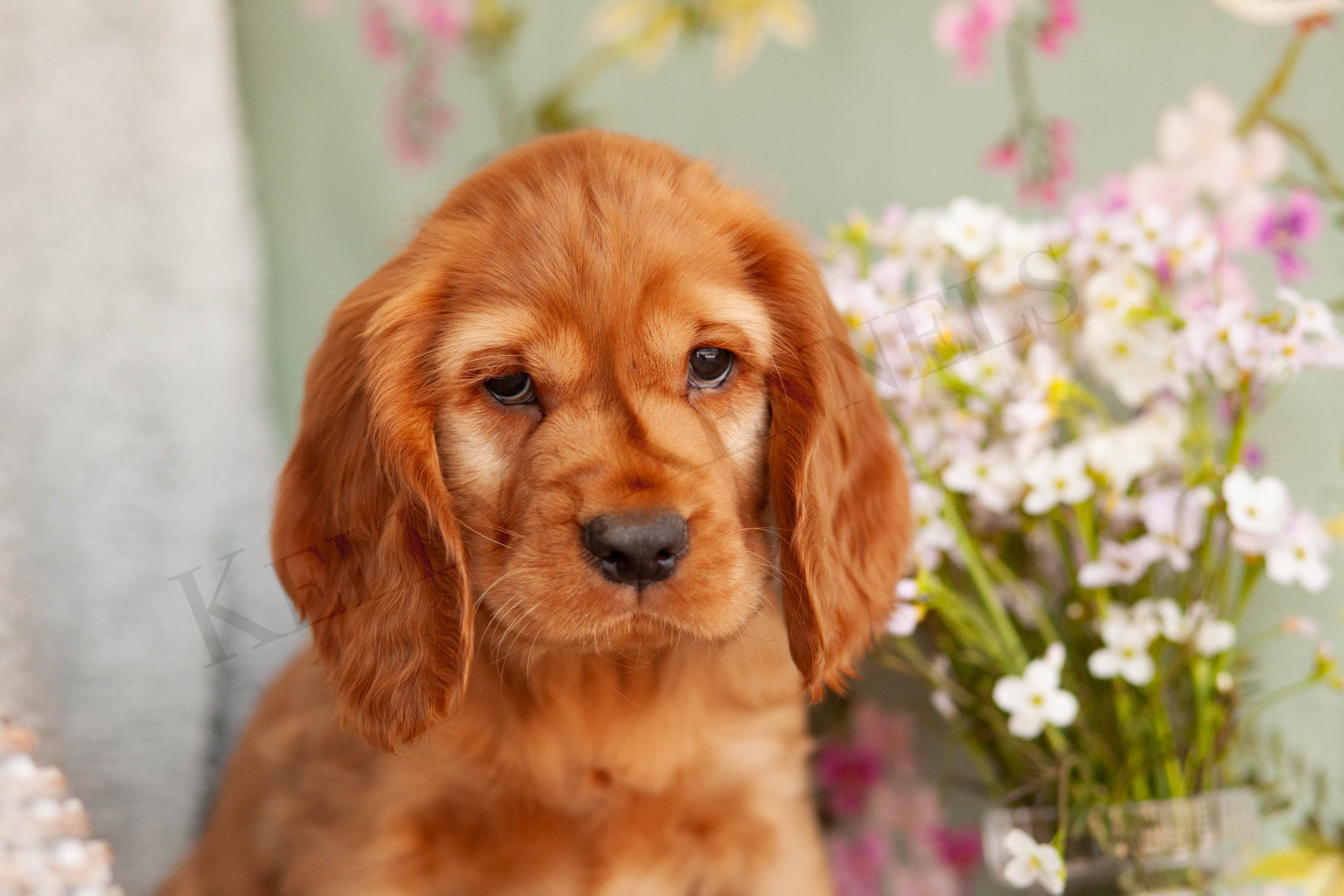 Cocker Spaniels – Kellys Kennels