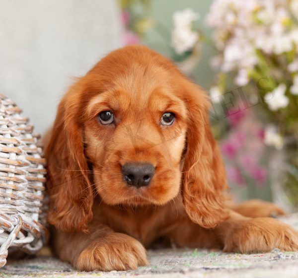 Cocker Spaniels – Kellys Kennels