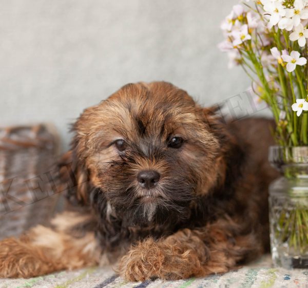 Cross Breed Pups – Kellys Kennels