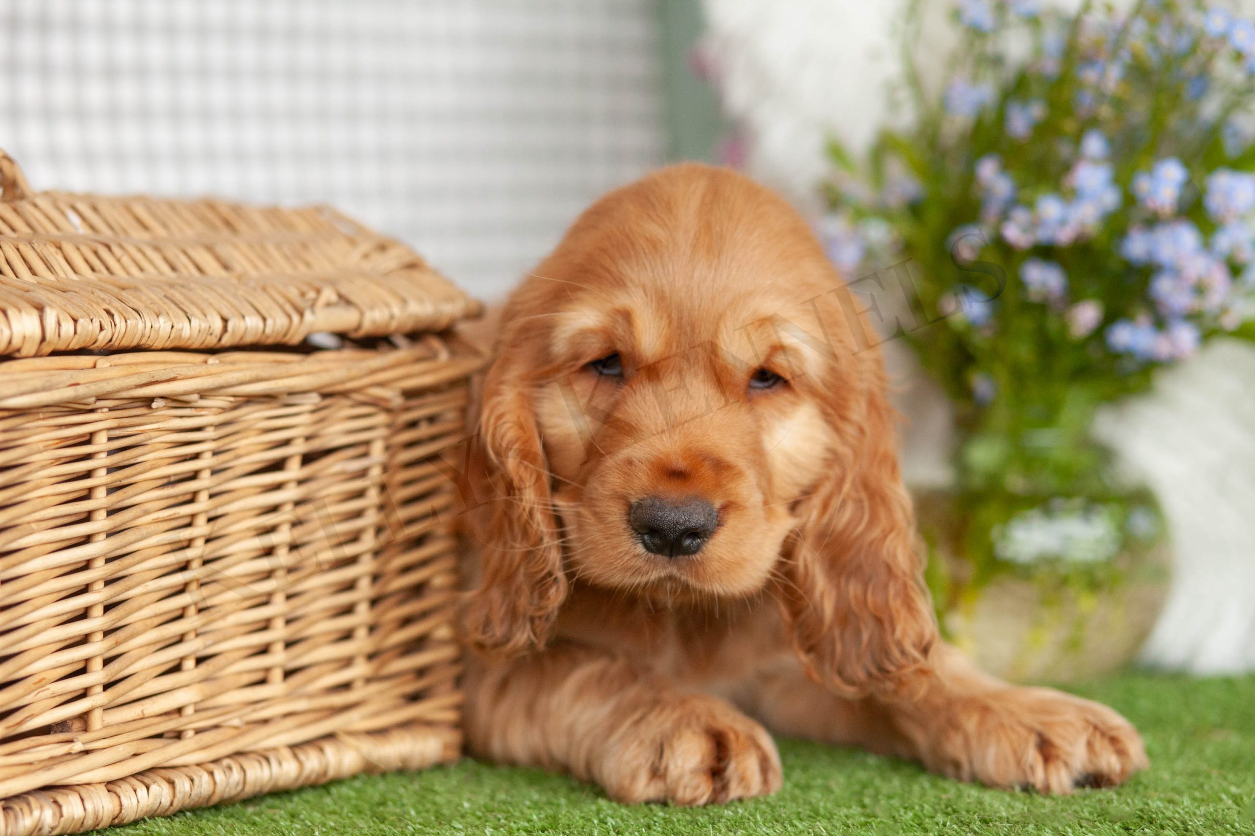 Cocker Spaniels – Kellys Kennels