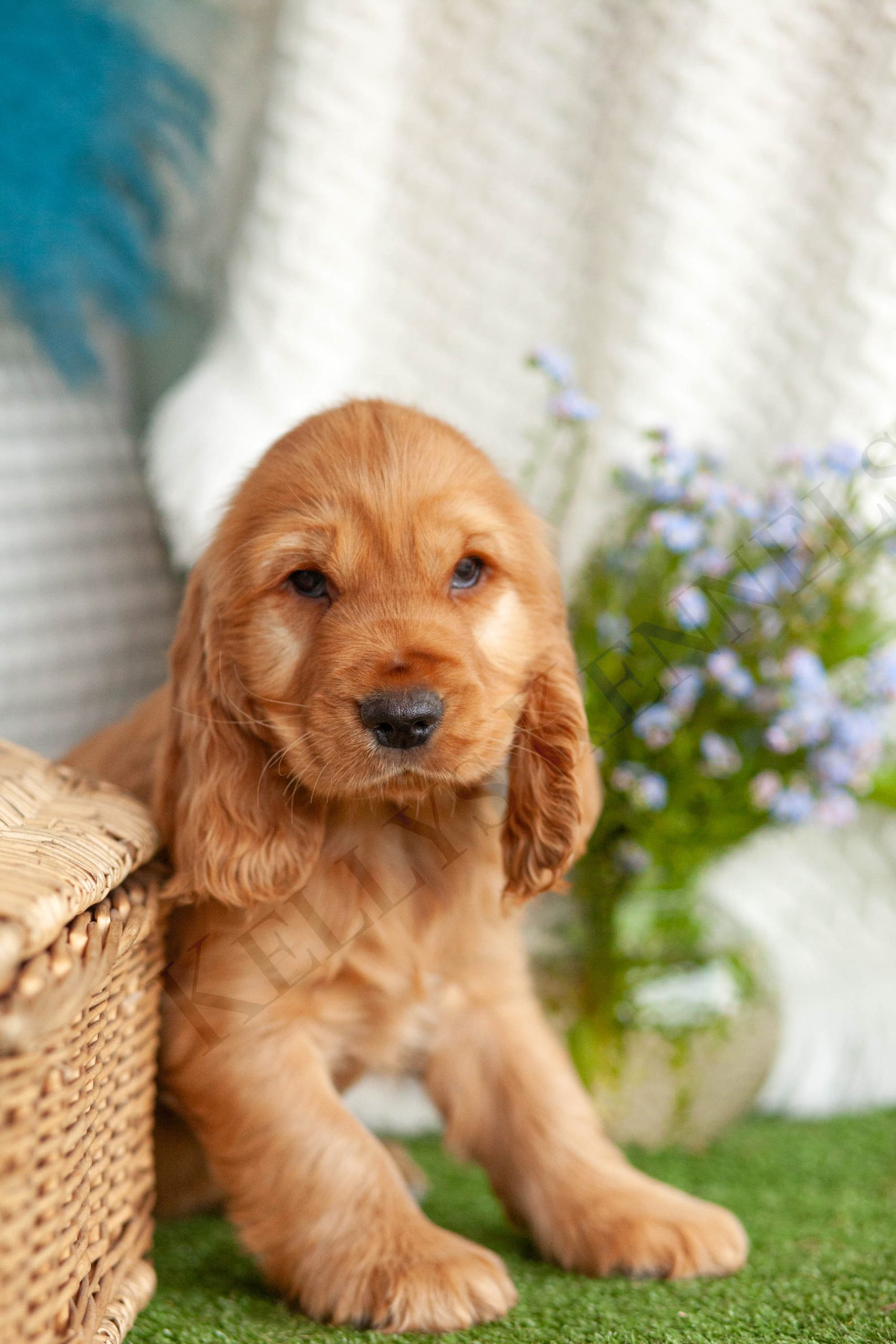 Cocker Spaniels – Kellys Kennels