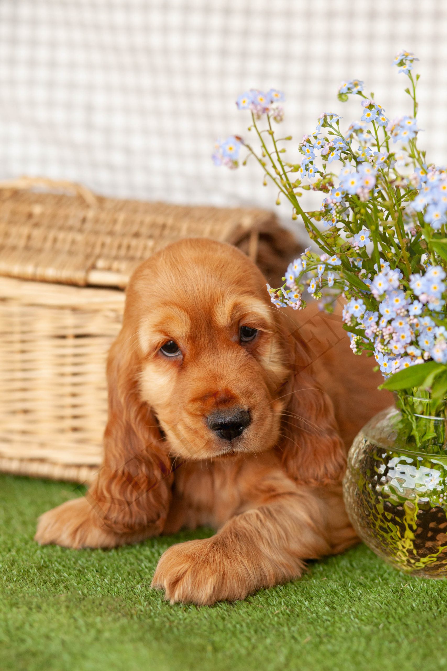 Cocker Spaniels – Kellys Kennels