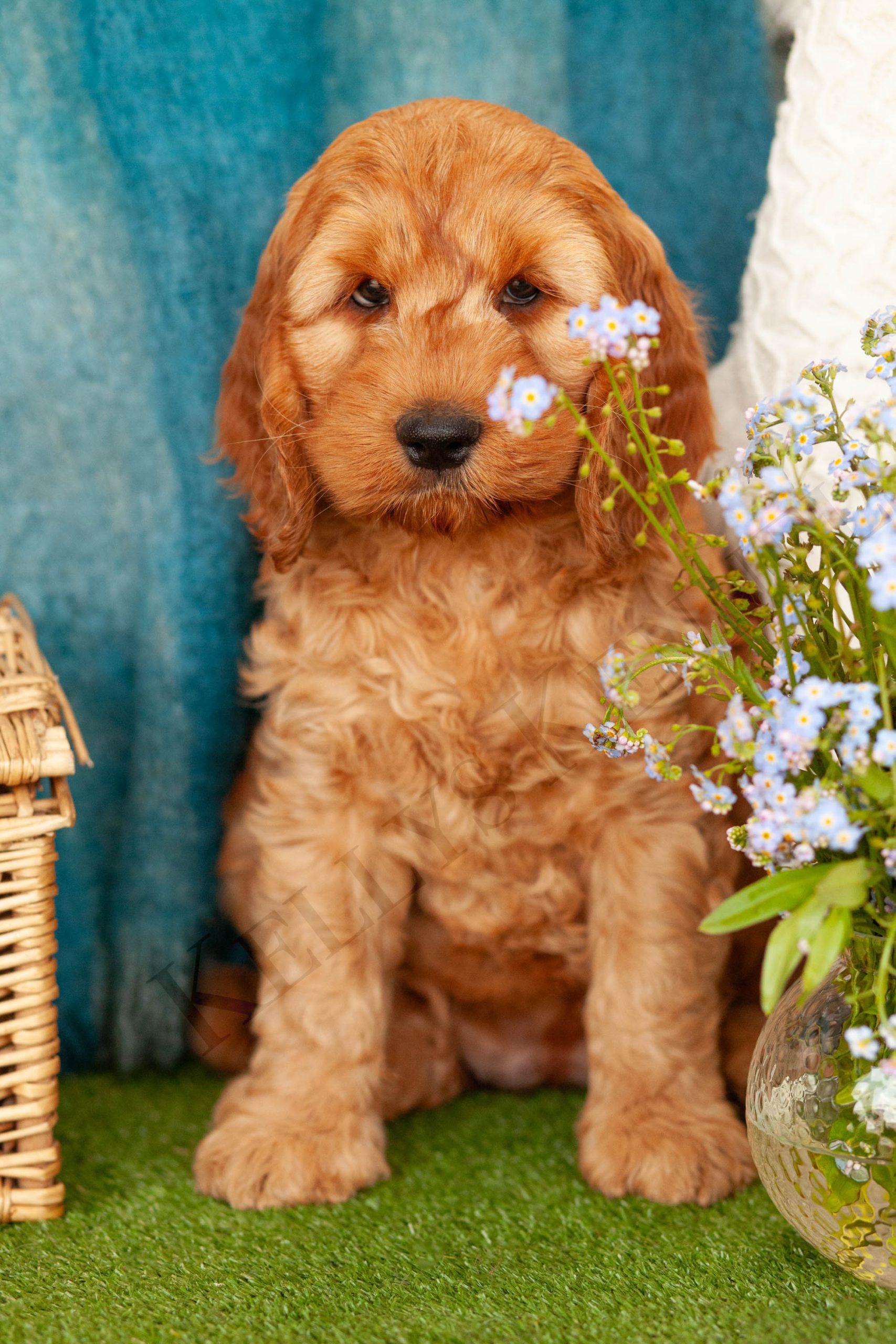 Cute F1 CockaPoos – Kellys Kennels