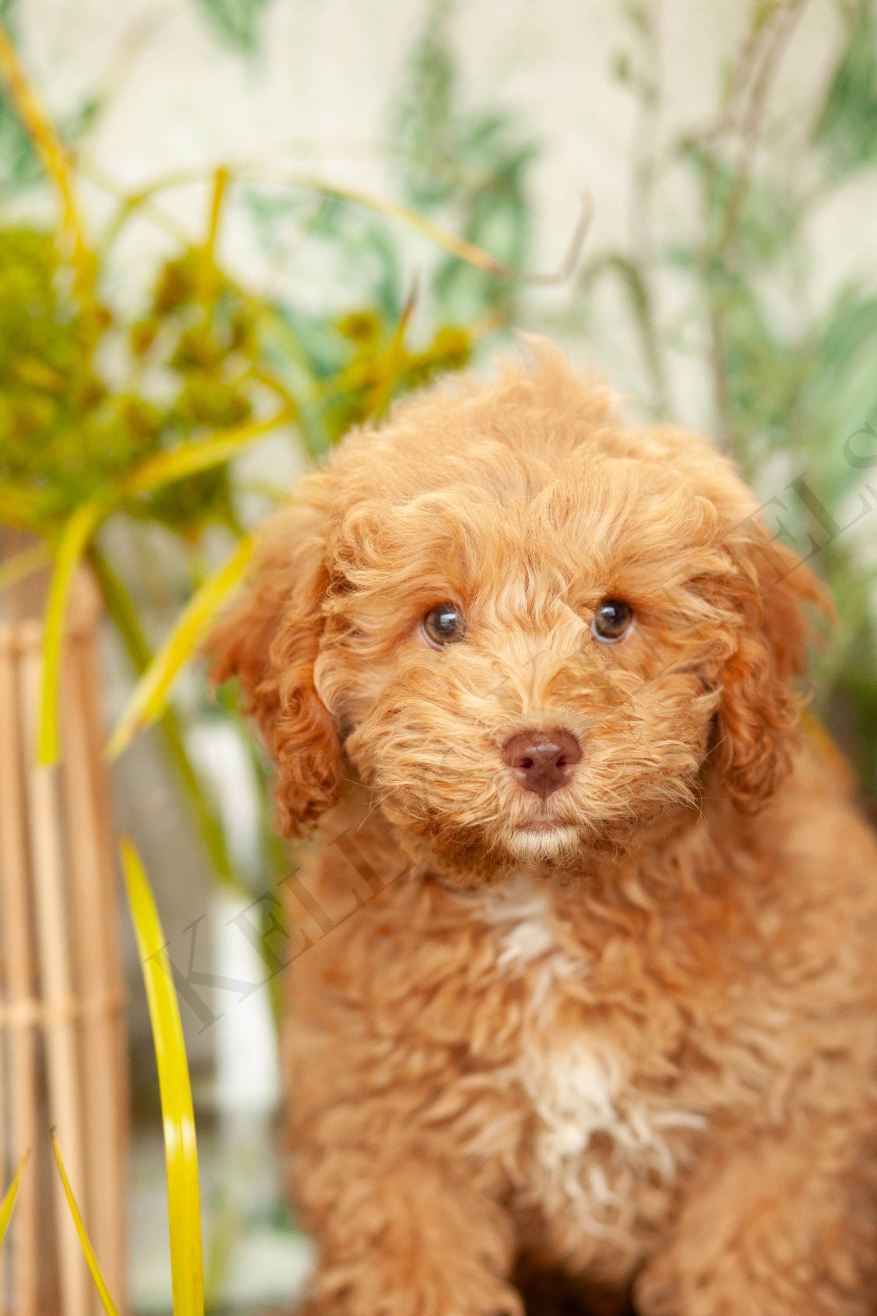 Unique CavaPooChons – Kellys Kennels