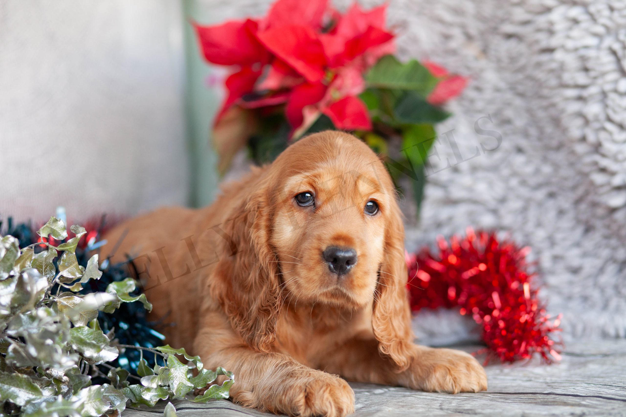 Cocker Spaniels – Kellys Kennels